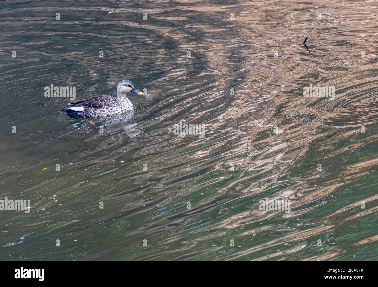 Canard blanc à bec bleu Banque de photographies et d’images à haute ...