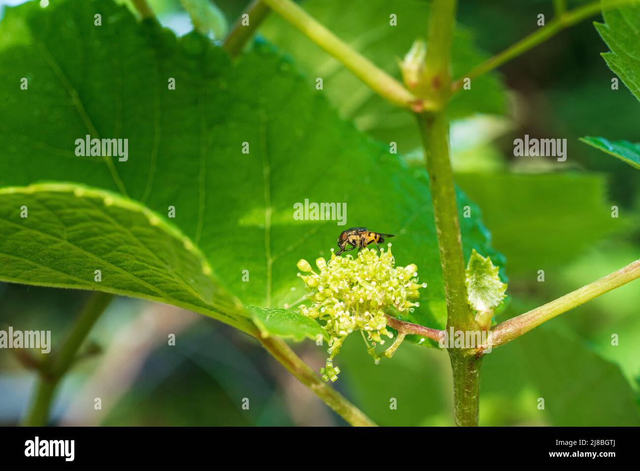 Inflorescence de vigne Banque de photographies et d’images à haute ...