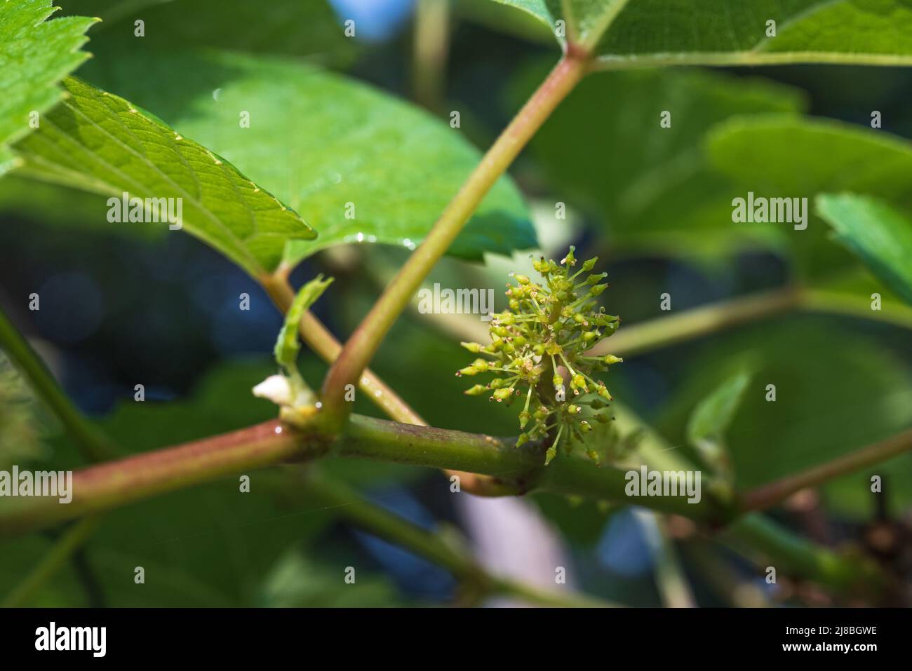 Inflorescence de vigne Banque de photographies et d’images à haute ...