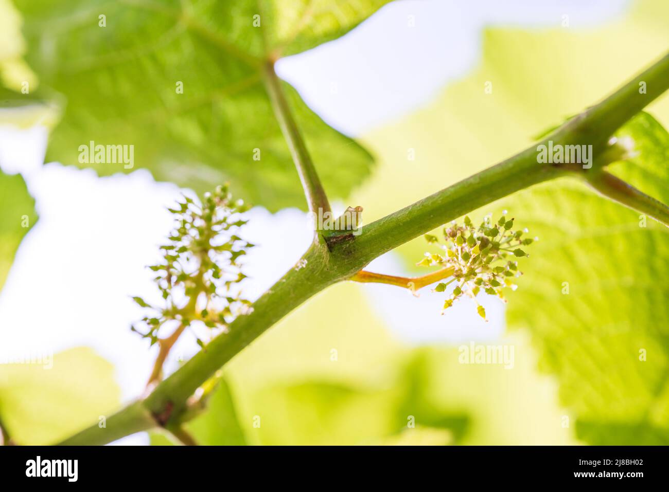 Inflorescence de vigne Banque de photographies et d’images à haute ...