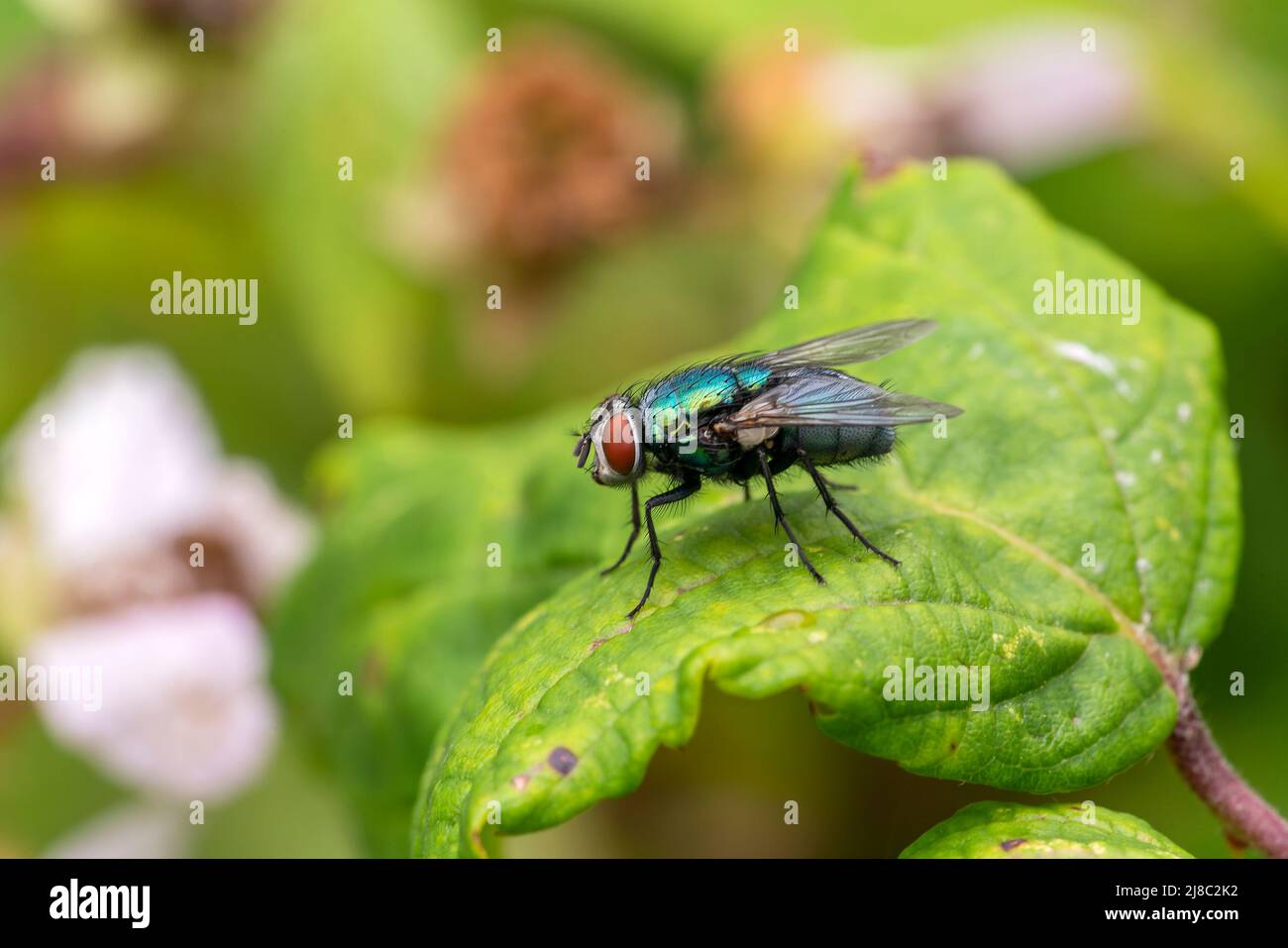 La mouche verte commune de bouteille ( lucilia sericatafly) qui est une ...