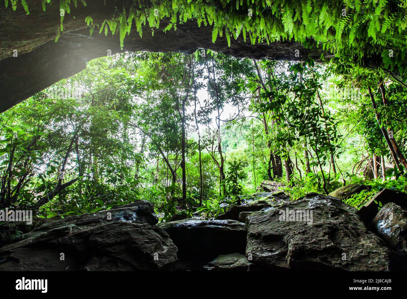 Plantes qui poussent sur la grotte Banque de photographies et d’images ...