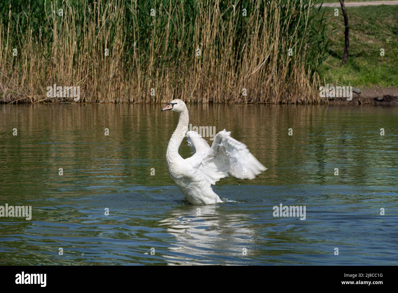 Le cygne muet (Cygnus olor) étend ses ailes et coule sur l'eau du lac, en Moldavie Photo Stock ...