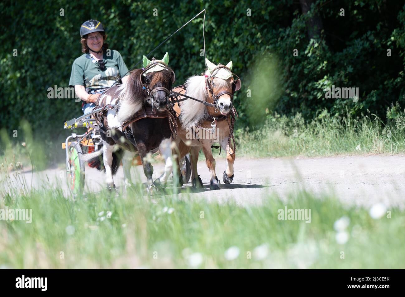 Mini poneys shetland Banque de photographies et d’images à haute ...