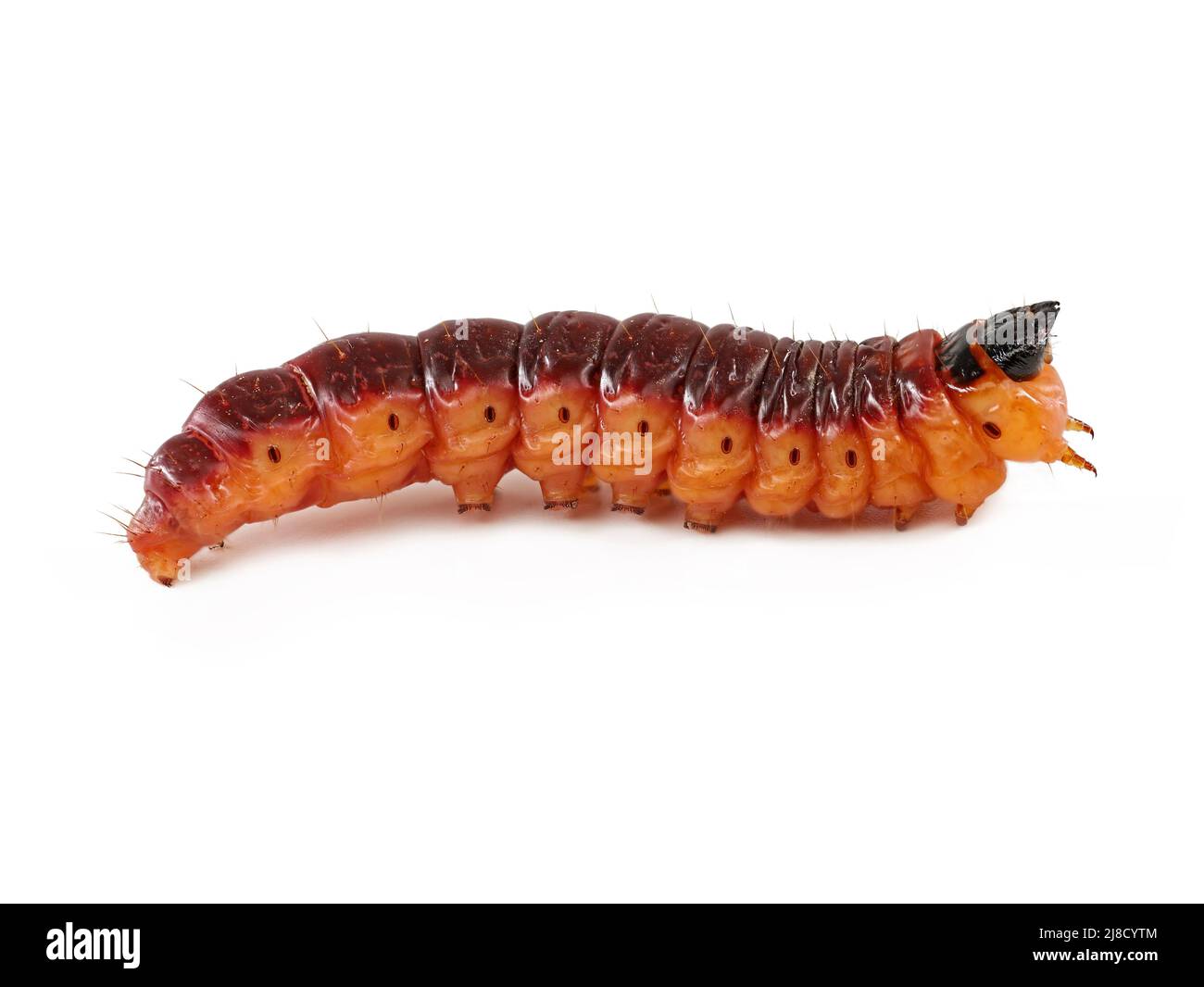 Tête de chenille Banque d'images détourées - Alamy