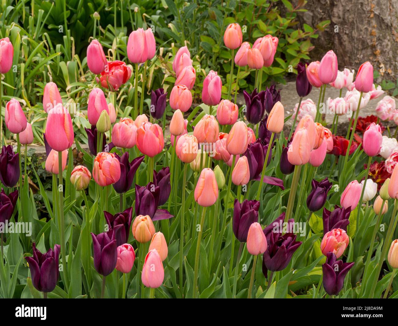 Tulipe menton exotique Banque de photographies et d’images à haute ...
