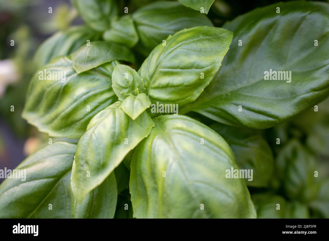 Basilic africain Banque de photographies et d’images à haute résolution ...