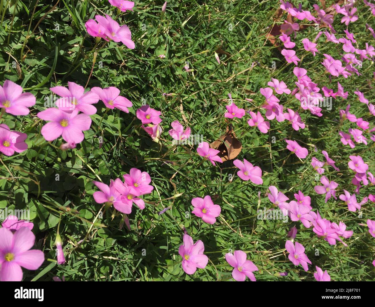 Petites fleurs roses Banque de photographies et d’images à haute ...