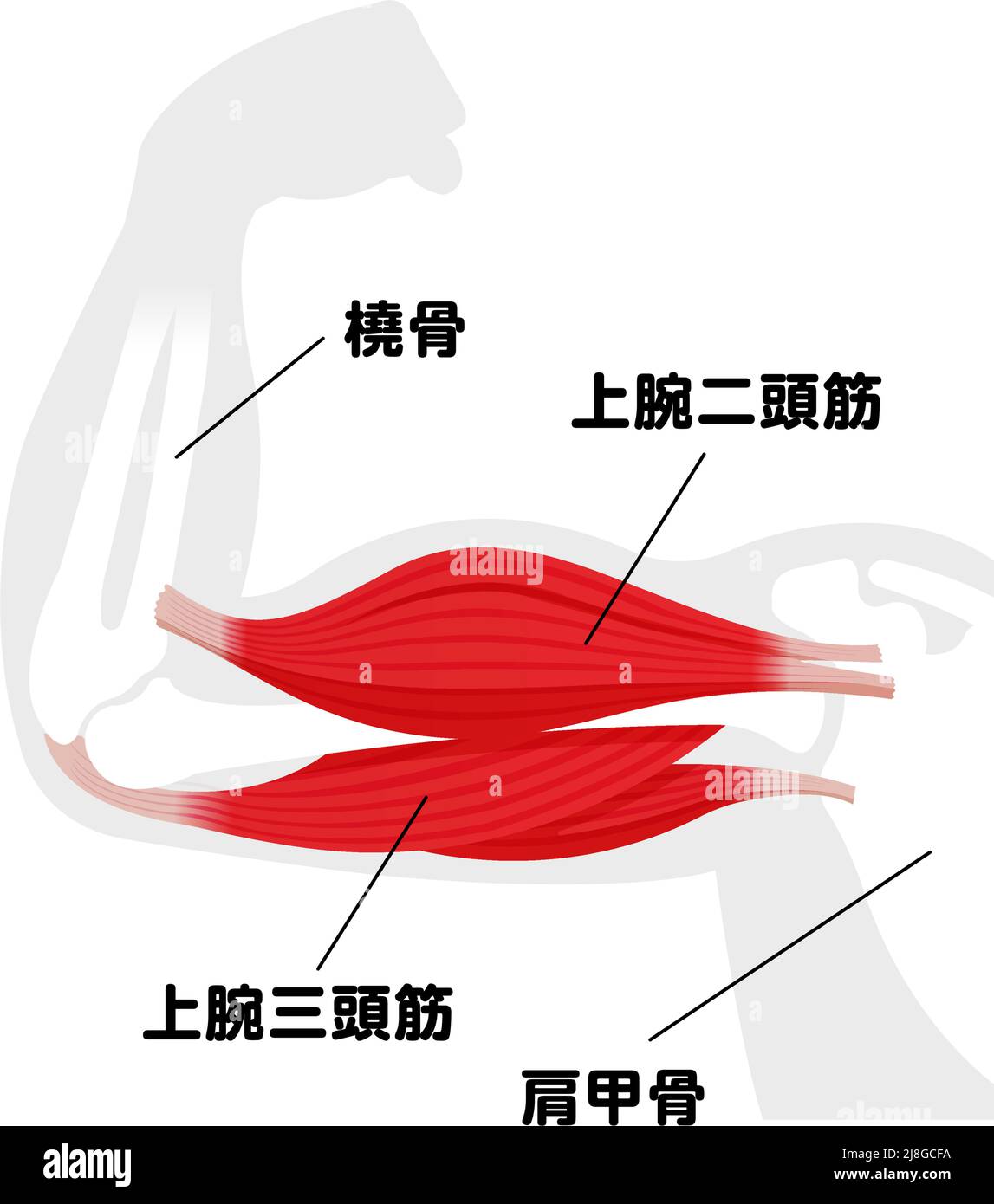 Illustration anatomique du muscle du bras ( biceps et triceps ...