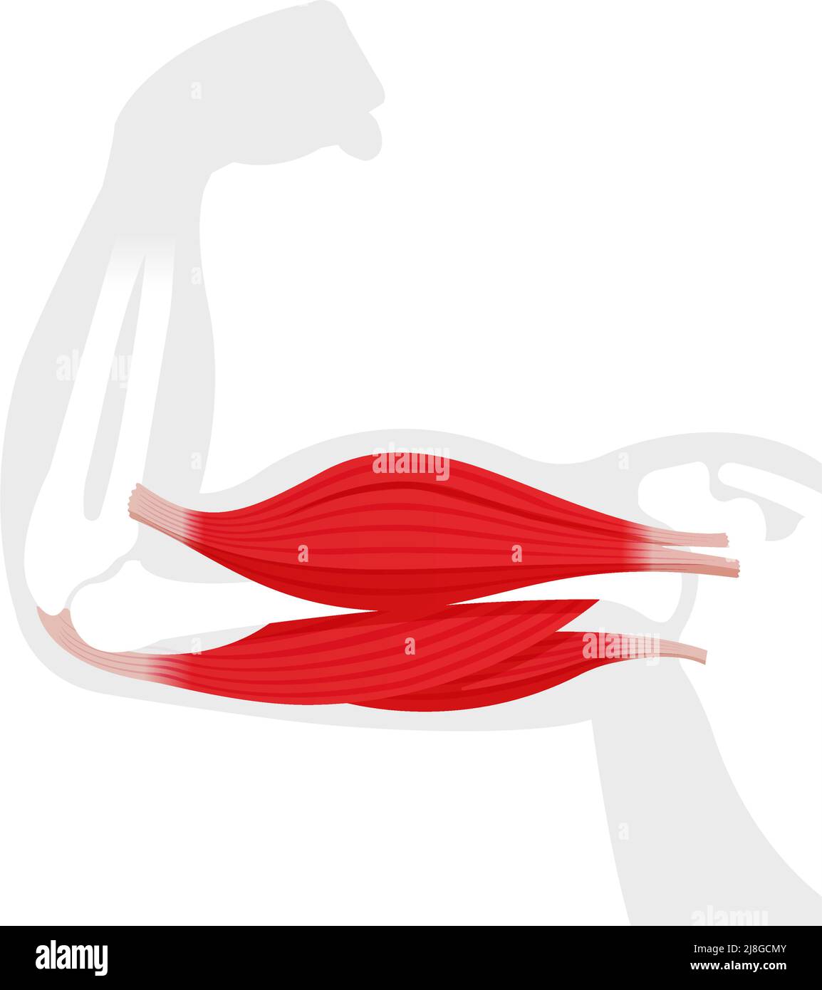 Bodybuilder illustration biceps Banque d'images vectorielles - Alamy