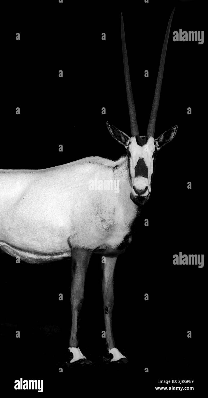 Oryx antelope Banque d'images noir et blanc - Alamy