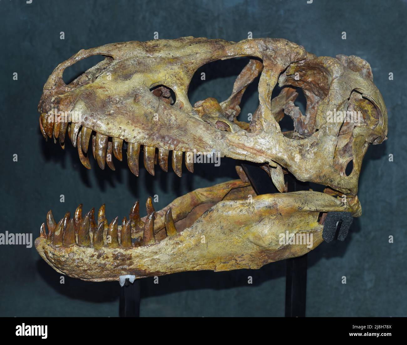 Tarbosaurus skull Banque de photographies et d’images à haute ...