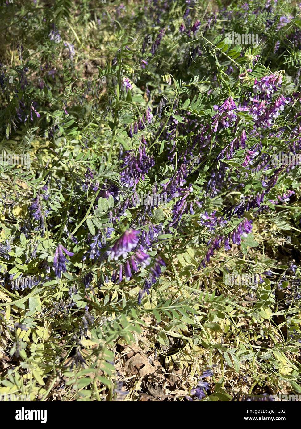 Vicia americana Banque de photographies et d’images à haute résolution ...