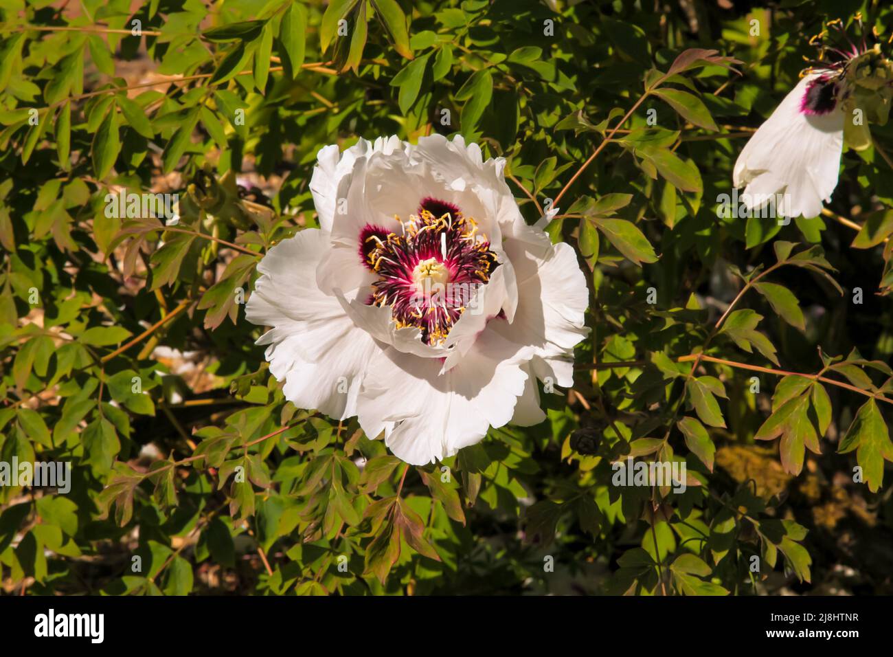 Paeonia highdown Banque de photographies et d’images à haute résolution ...