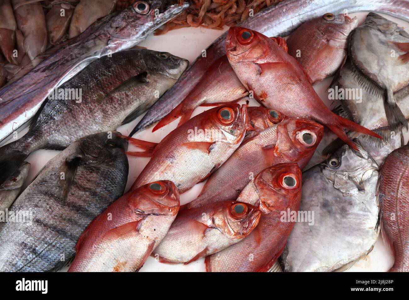 Marché de poissons marocain à Essaouira. Variété d'espèces de poissons ...