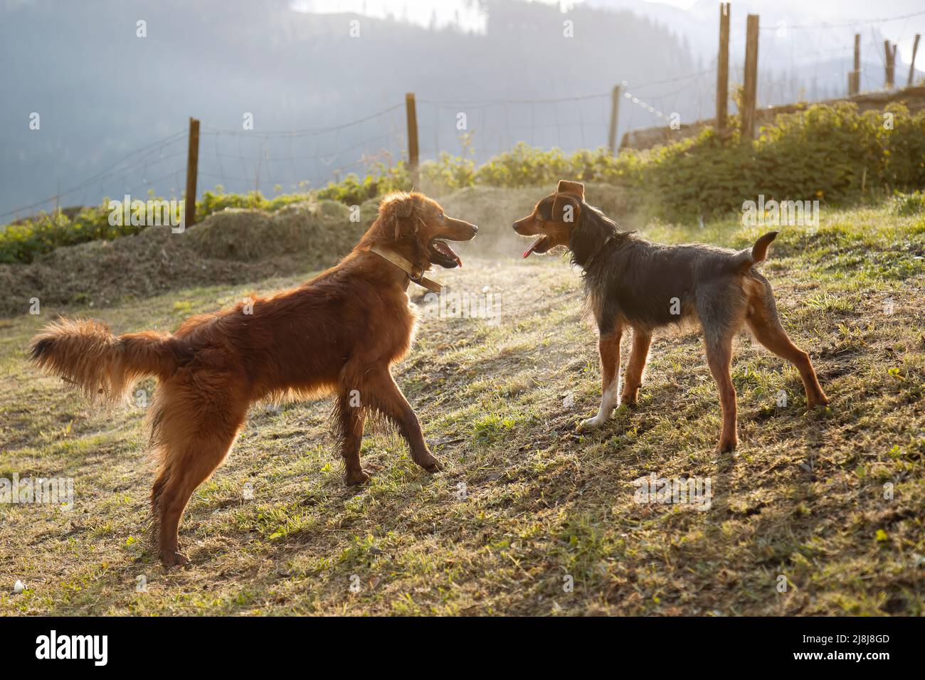 Chien de berger basque Banque de photographies et d’images à haute ...
