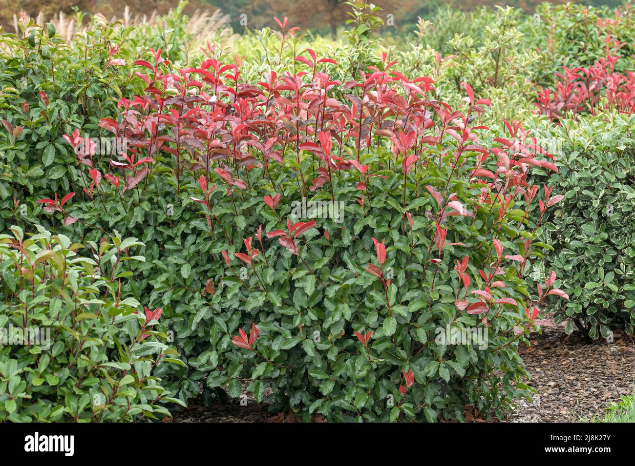 Pousse pousse rouge Banque de photographies et d’images à haute ...