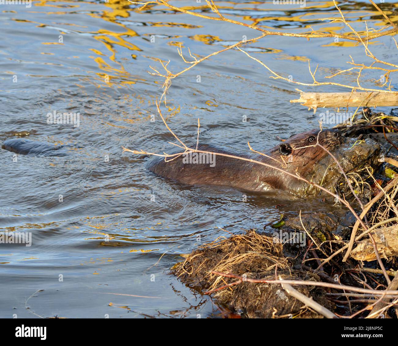 Digue de castor Banque de photographies et d’images à haute résolution ...