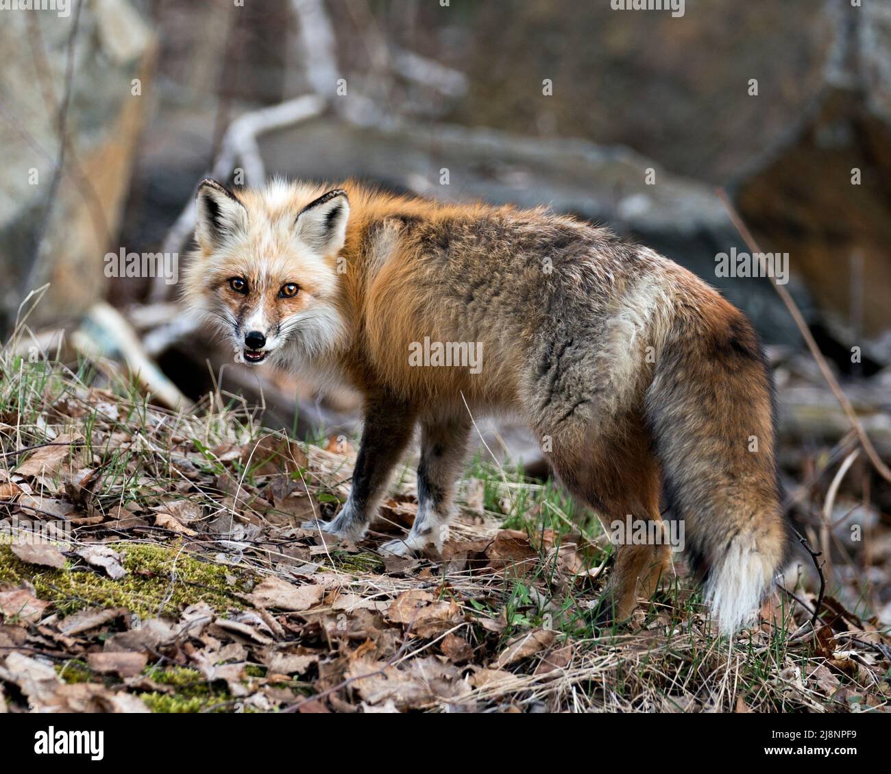 Profil de renard roux unique vue latérale en gros plan au printemps ...