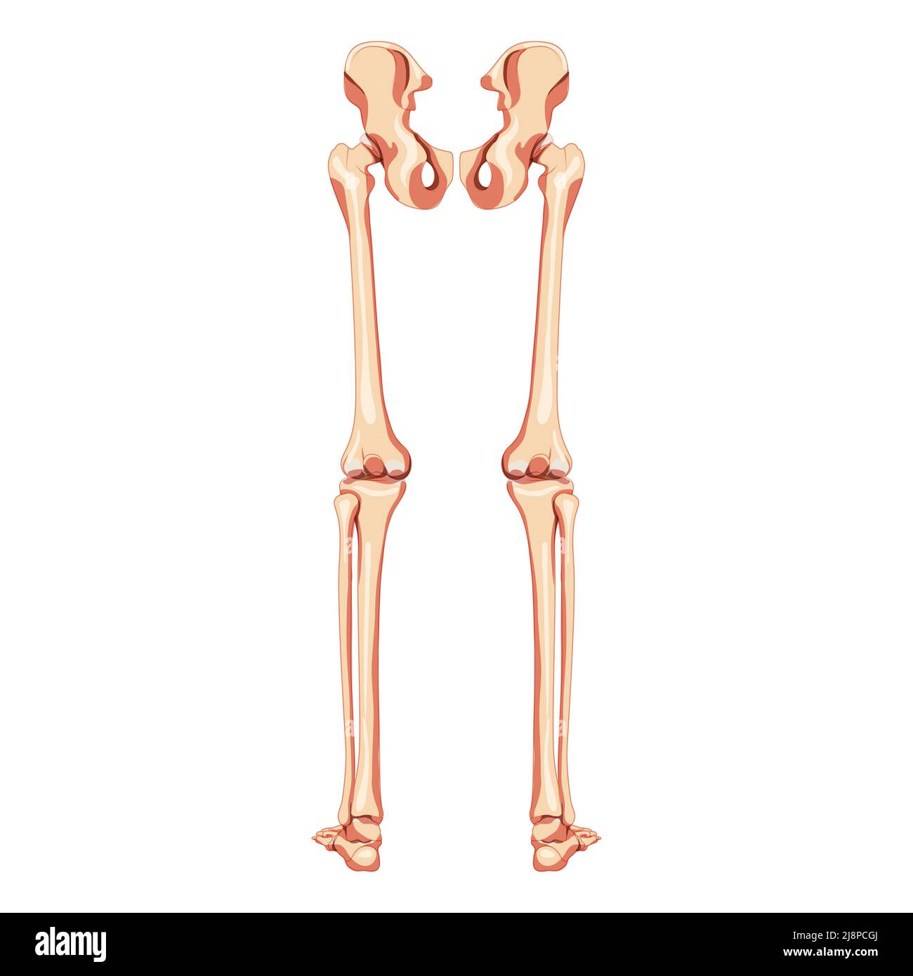 Ensemble de membres inférieurs bassin humain avec jambes, cuisses pieds ...