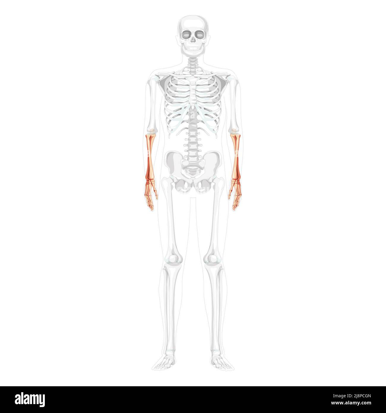 Squelette avant-bras cubitus humain, avant de la main vue ventrale ...