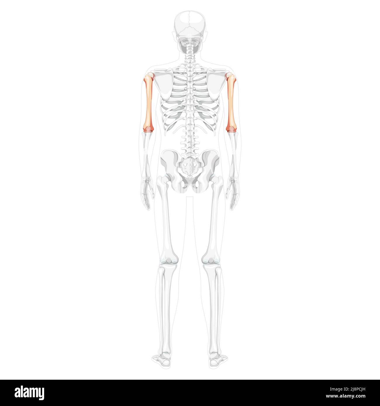 Squelette bras de l'humérus dos humain vue postérieure dorsale avec ...
