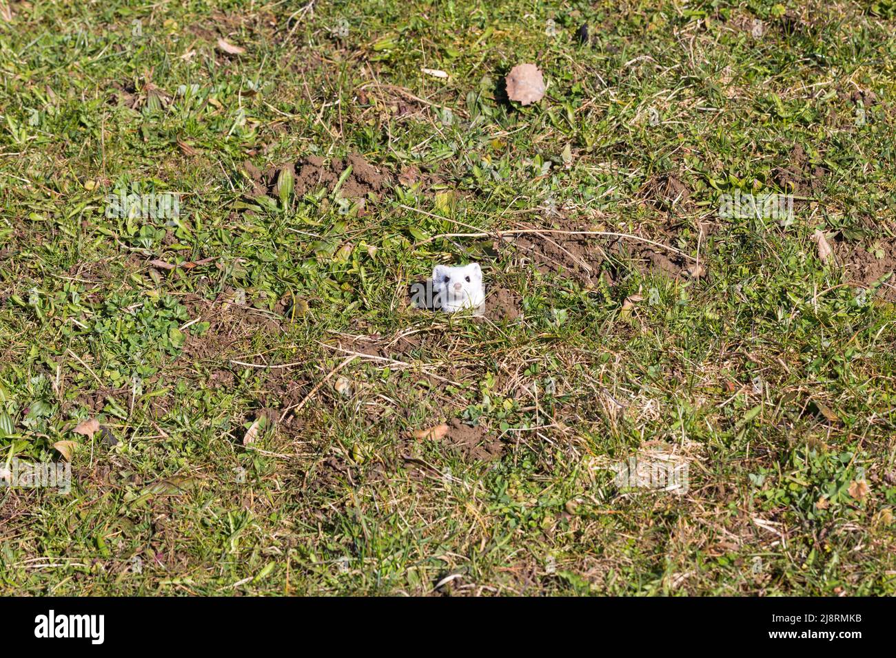 Belette animal Banque de photographies et d’images à haute résolution ...