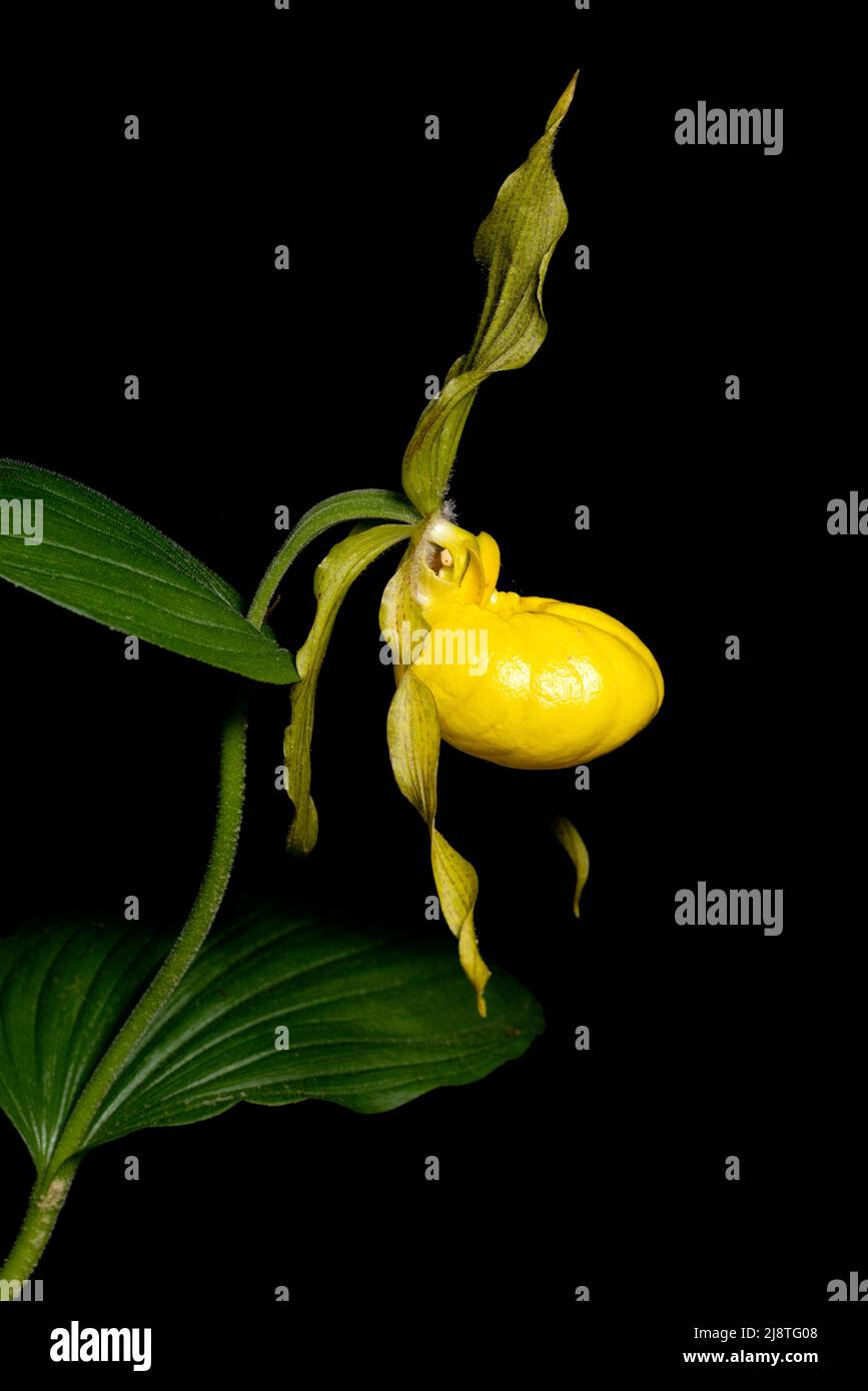 Cypripedium pubescens var pubescens Banque de photographies et d’images ...