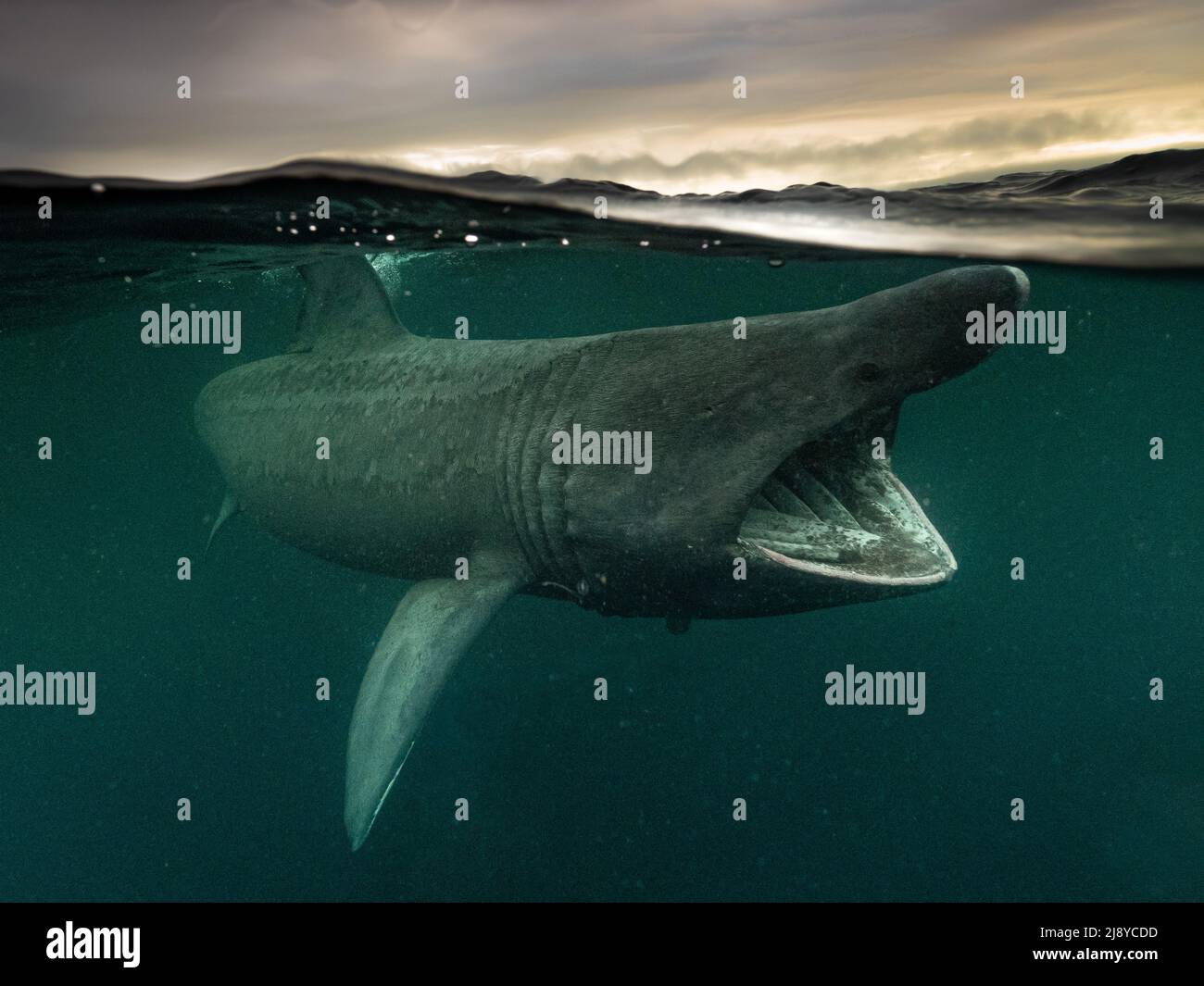 Basking shark mouth Banque de photographies et d’images à haute ...