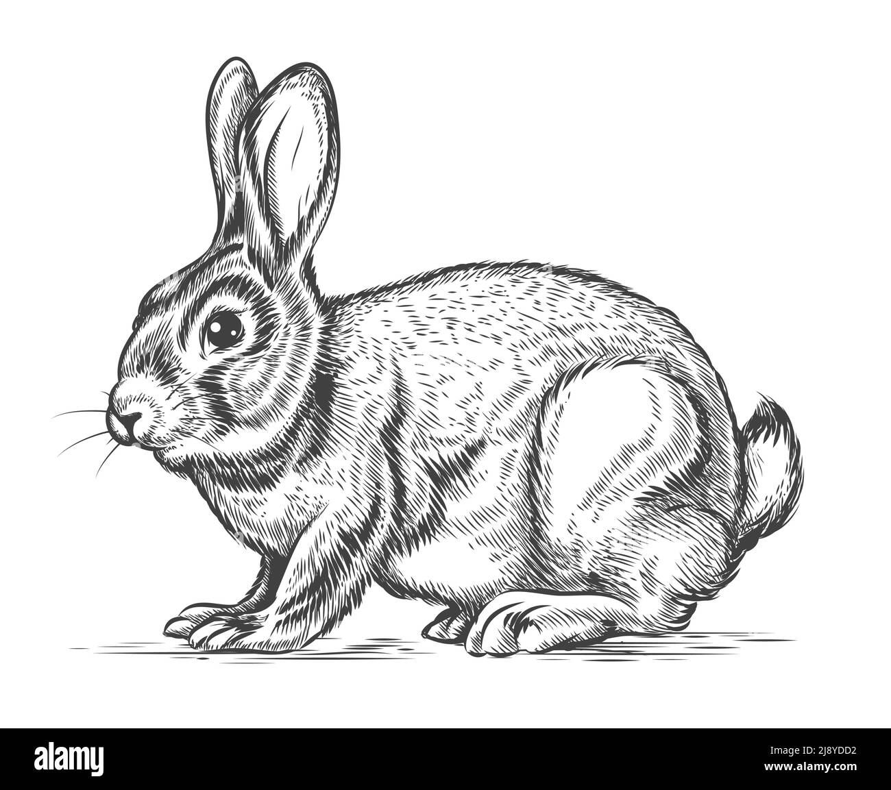 Lapin vectoriel dessiné à la main en style gravure. Lapin et lièvre ...