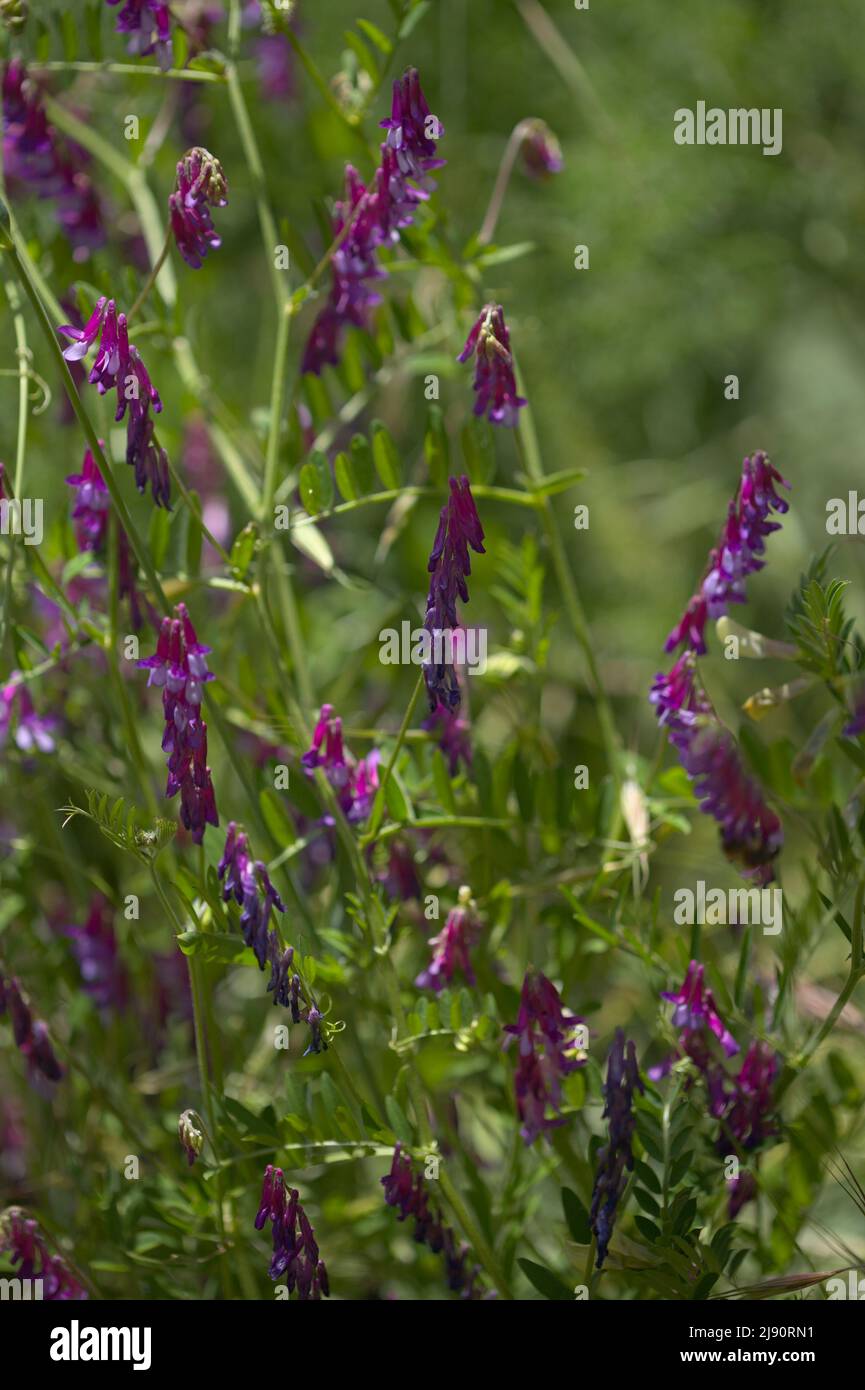 Vicia villosa légumineuse violette Banque de photographies et d’images ...