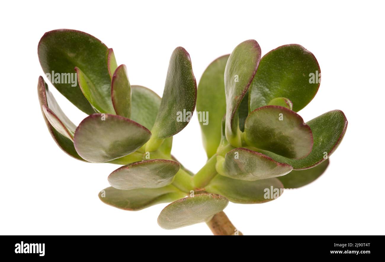 Crassula ovata rose Banque d'images détourées - Alamy
