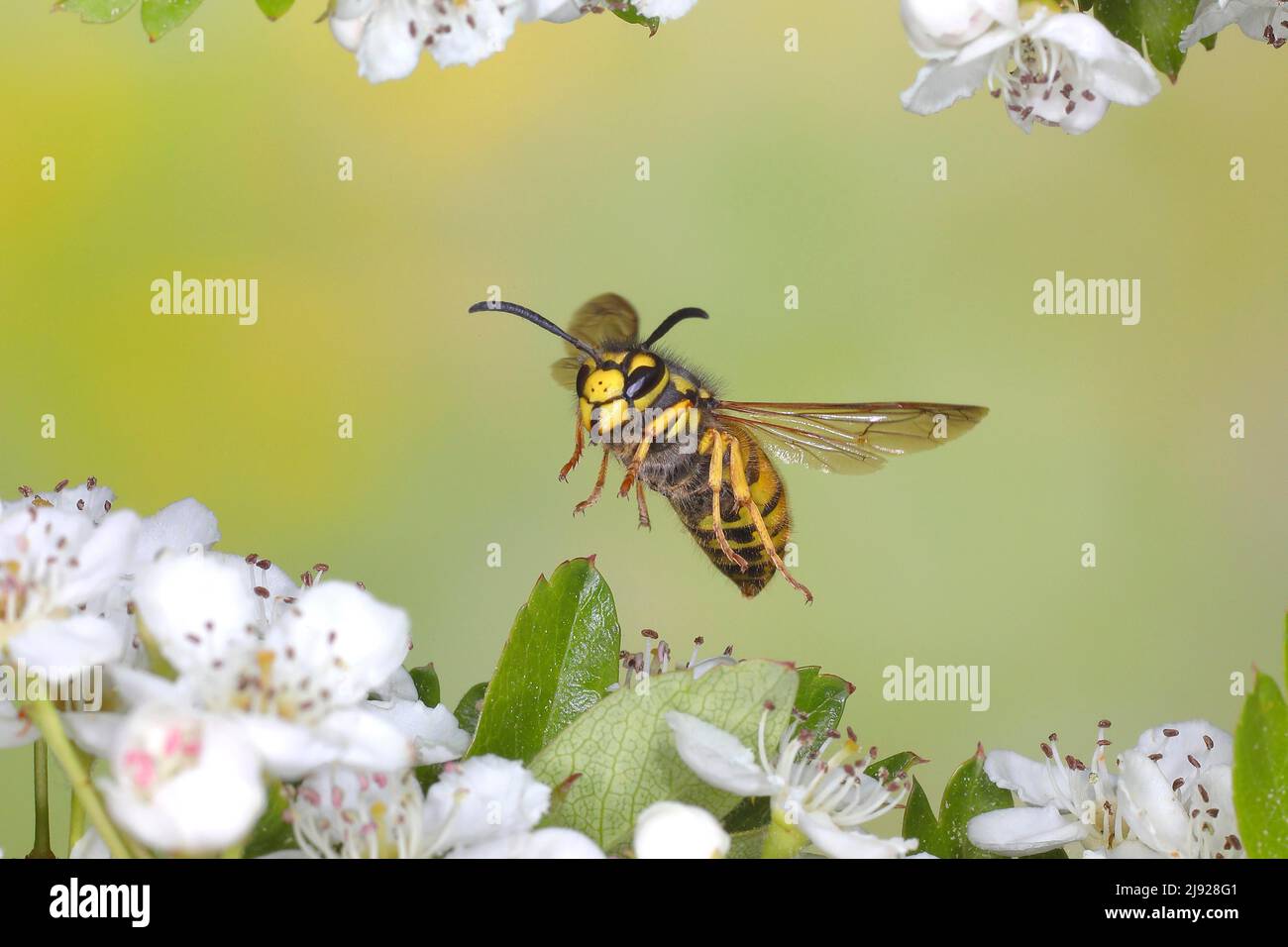 Guêpe allemande (Vespula germanica), en vol, photo de la nature à ...