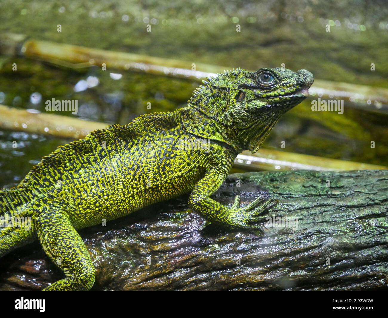 Basilisk lizard Banque de photographies et d’images à haute résolution ...