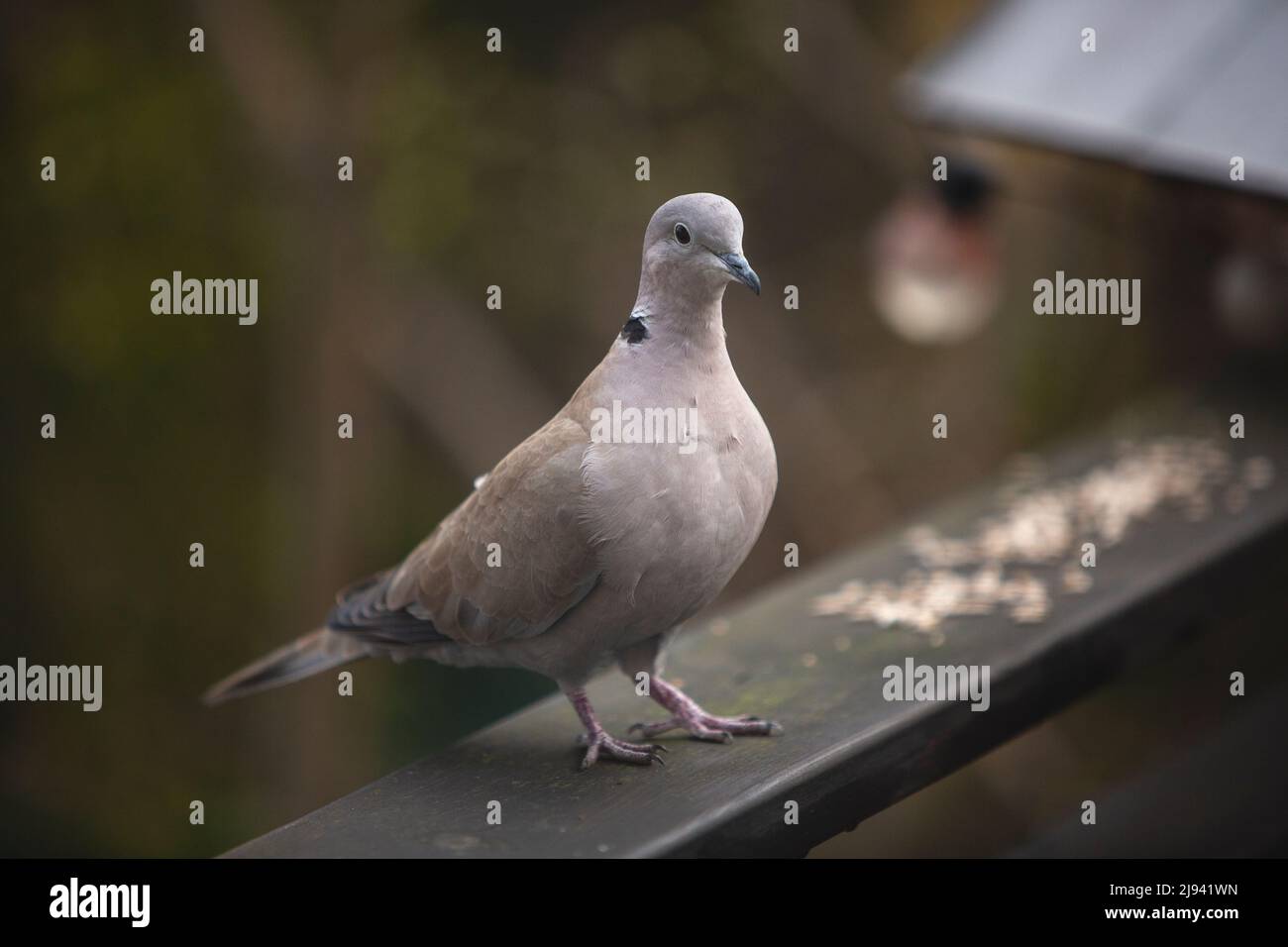 Tourterelle turque Banque de photographies et d’images à haute ...
