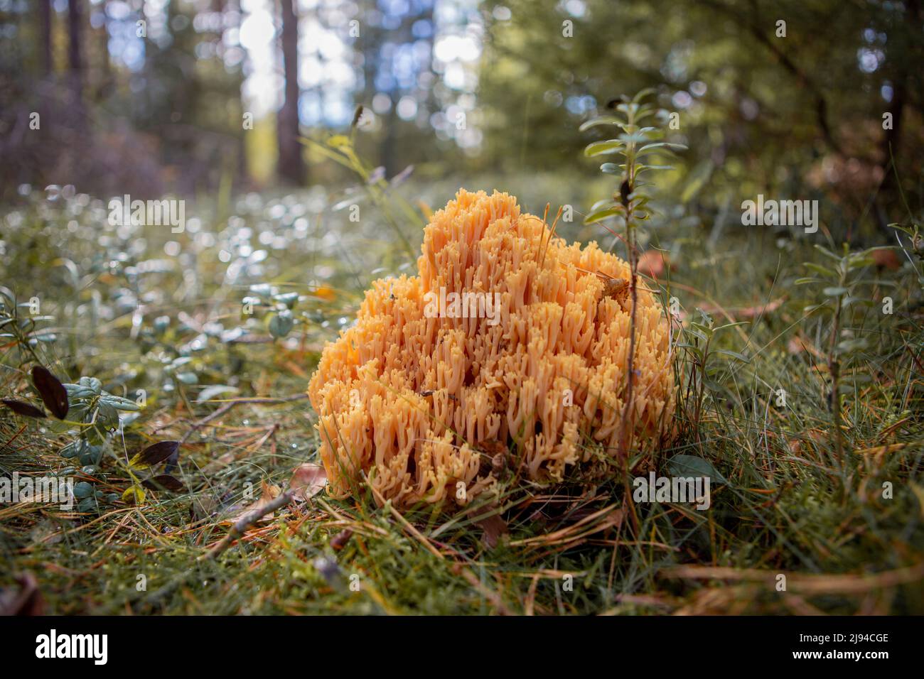 Champignon corail orange Banque de photographies et d’images à haute ...