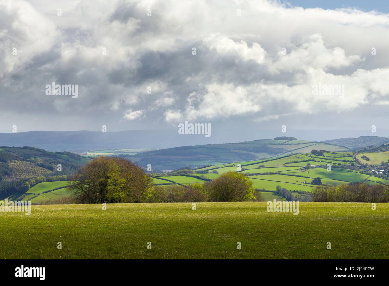 Lype commun Banque de photographies et d’images à haute résolution - Alamy