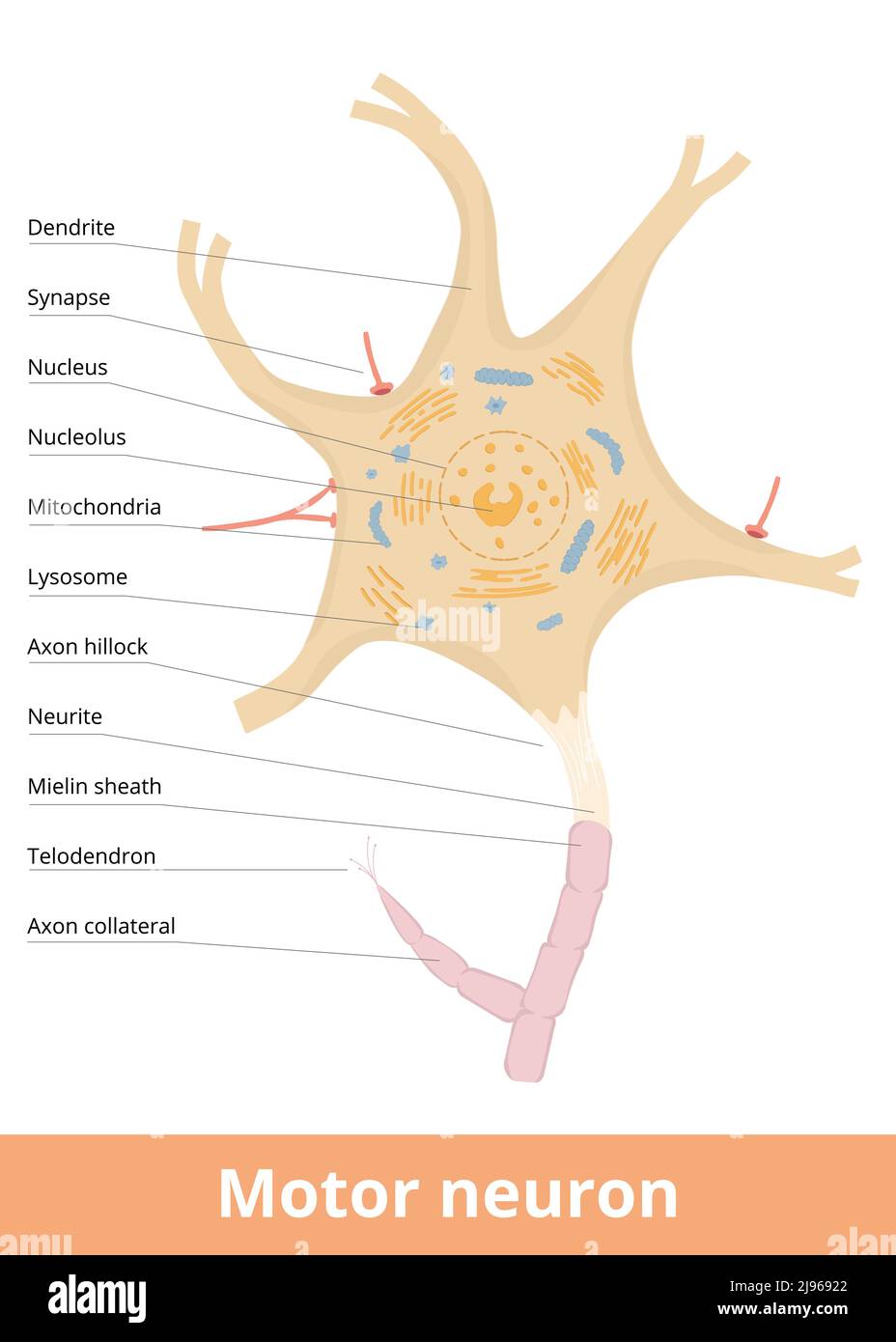 La Structure Détaillée De La Cellule Du Neurone Moteur Avec Des
