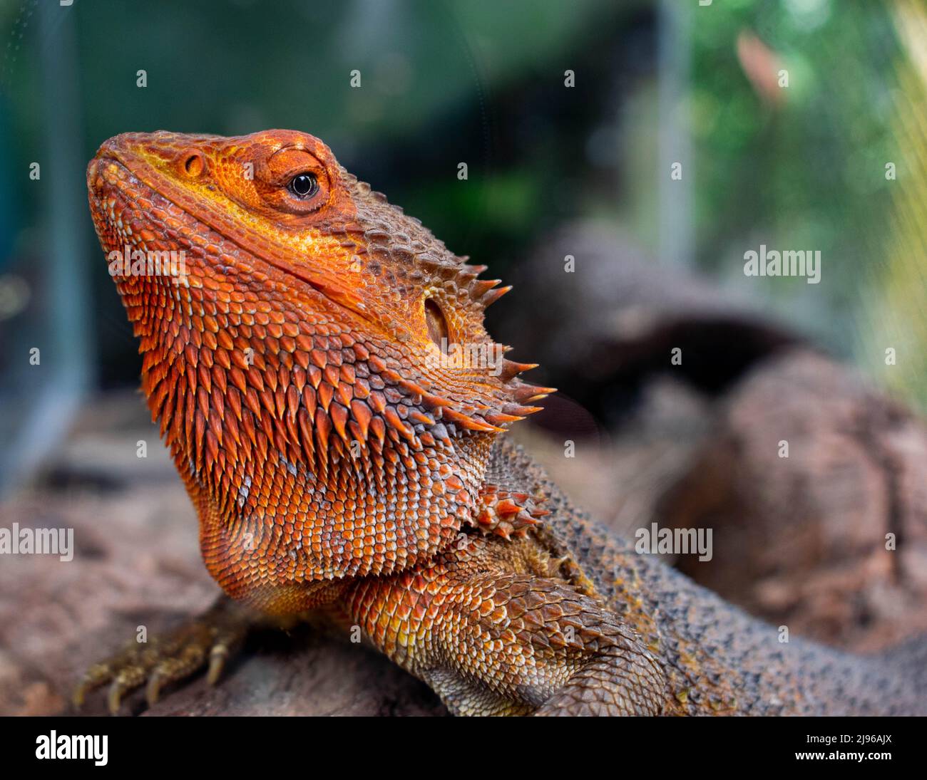écaille de dragon rouges Banque de photographies et d’images à haute ...