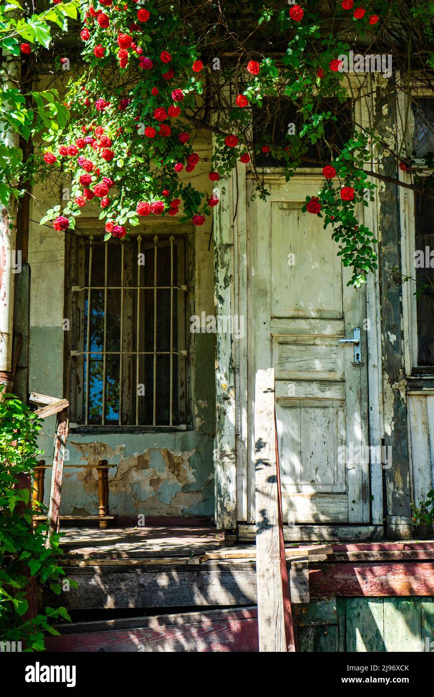 Ancienne maison couverte de roses rouges en fleur à Kala, la plus ...