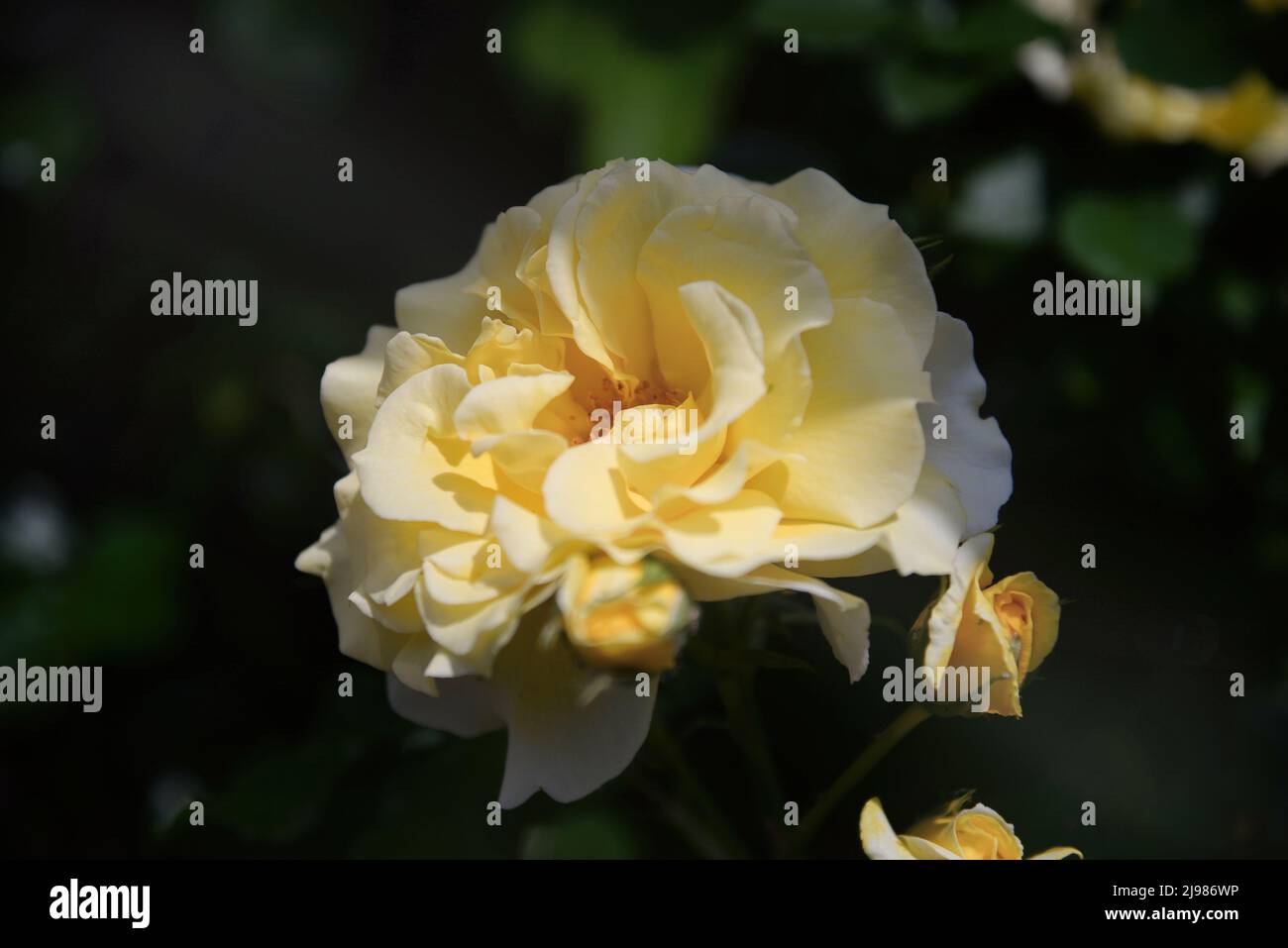 Rosa banksiae, noms communs la rose de Lady Banks, ou juste la rose de ...