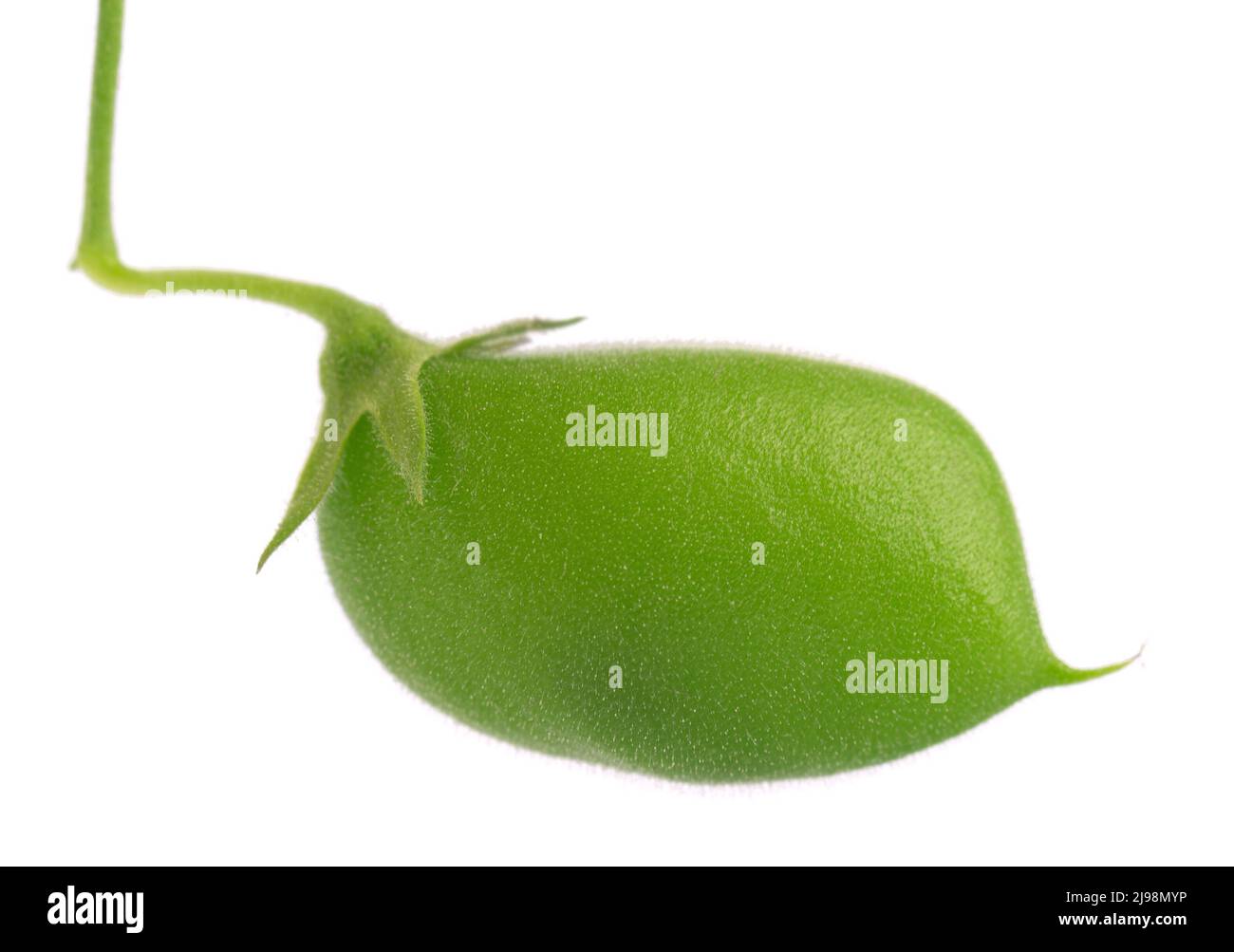 Gousse de pois chiche Banque de photographies et d’images à haute ...