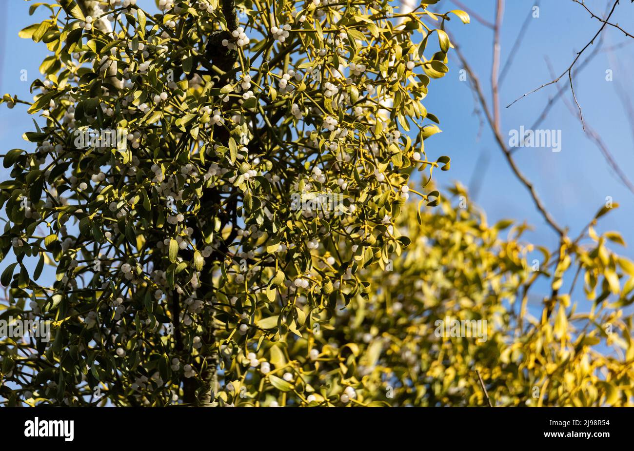 GUI, Viscum, une plante parasite sur l'arbre. GUI avec fruit blanc ...