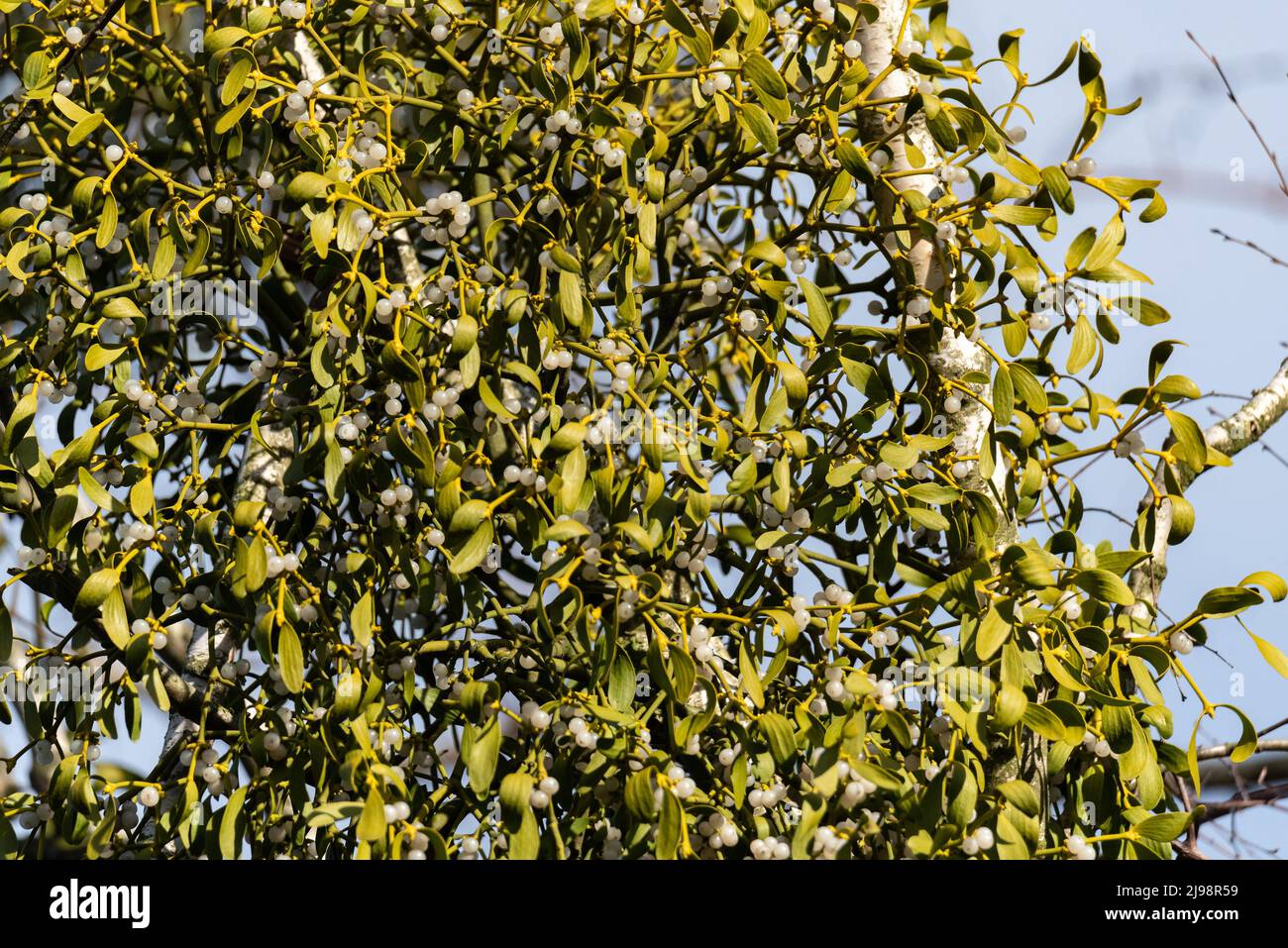 GUI, Viscum, une plante parasite sur l'arbre. GUI avec fruit blanc ...