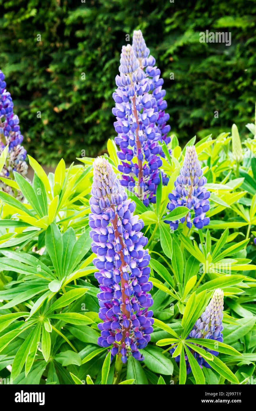 Lupinus royaume uni Banque de photographies et d’images à haute ...
