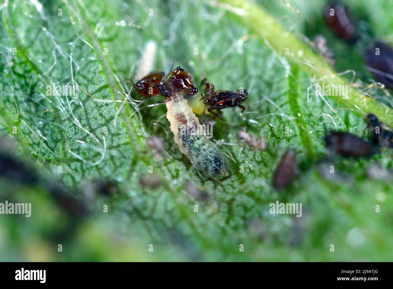 Puceron noir (Myzus cerasi) chassé par les larves de Syrphidae ...