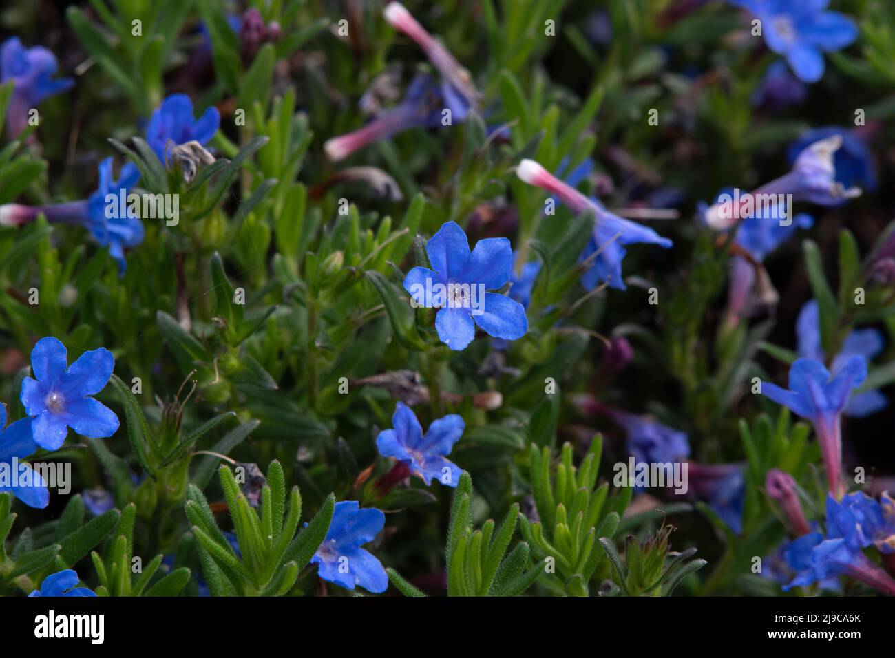 Lithodora diffusa heavenly blue Banque de photographies et d’images à ...