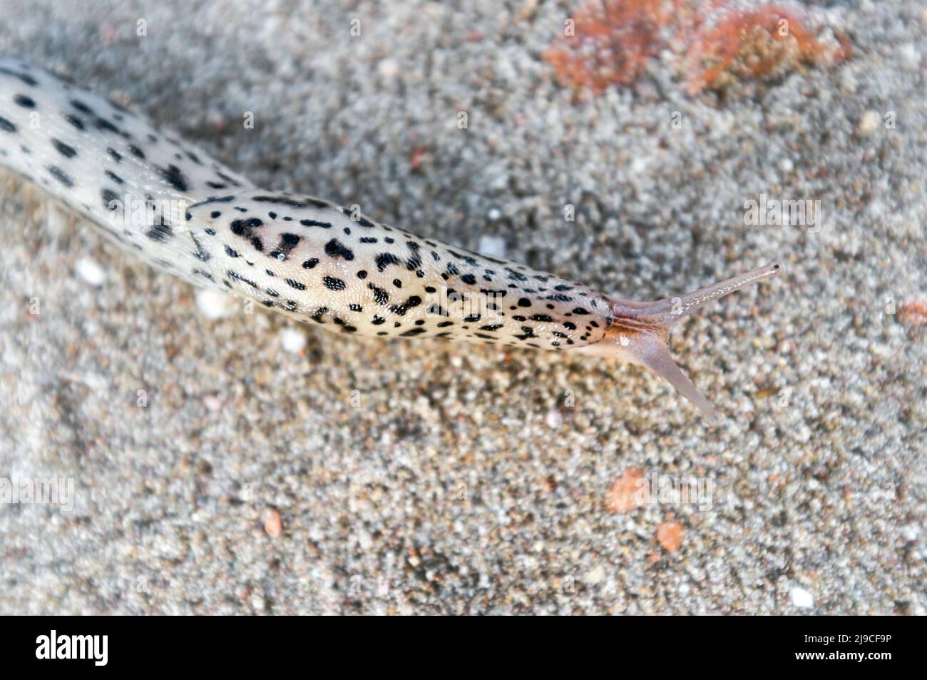 Limax maximus, littéralement, 'la plus grande escargot', connu par les ...
