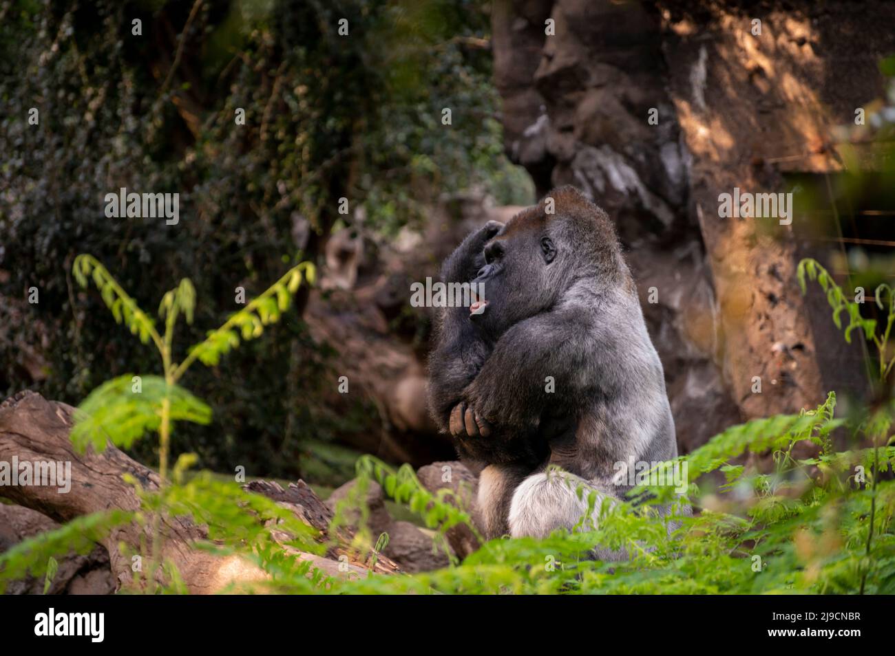 Gorilla herbivore, grand singe noir habite les forêts tropicales de l ...