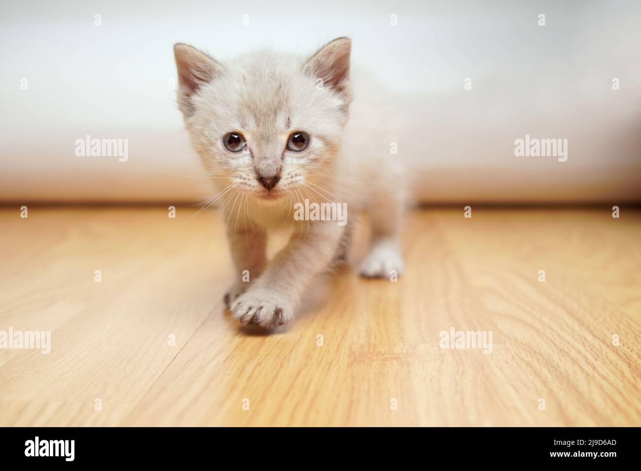 Cute baby siamese cat Banque de photographies et d’images à haute ...